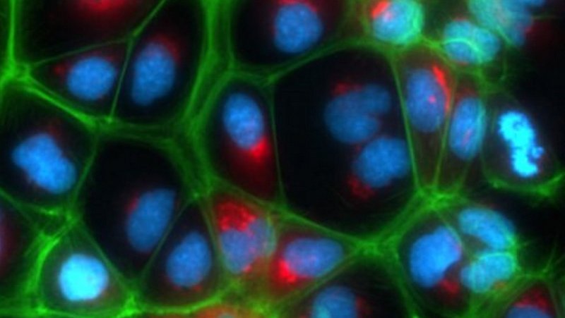 Karaciğer hücresi laboratuvarda üretildi | Bilim ve Gelecek
